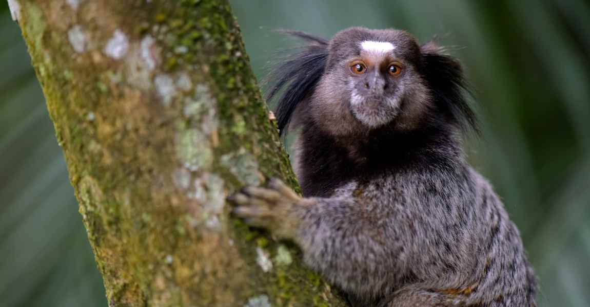 Black-Tufted Marmosets