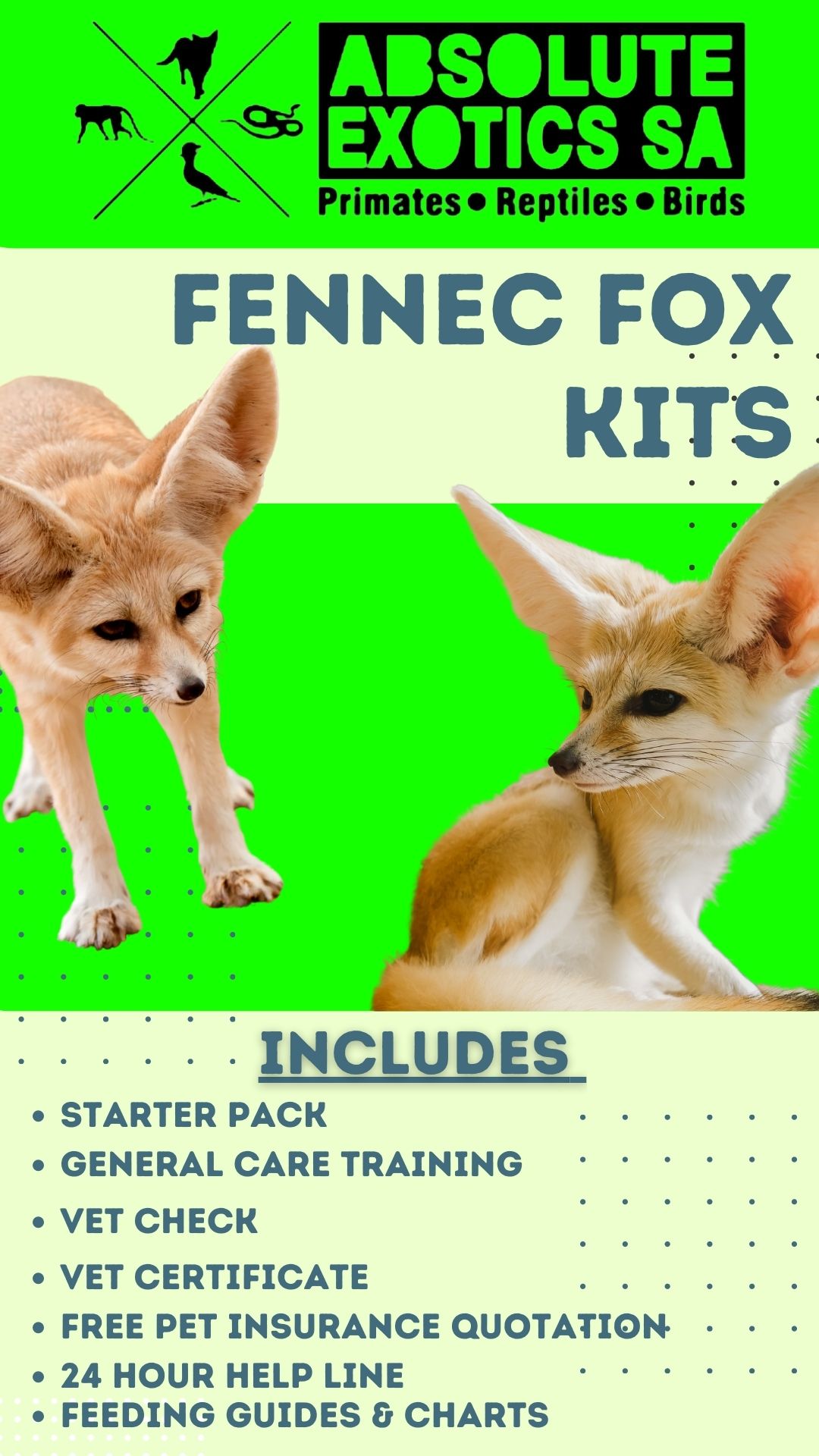 Fennec Foxes